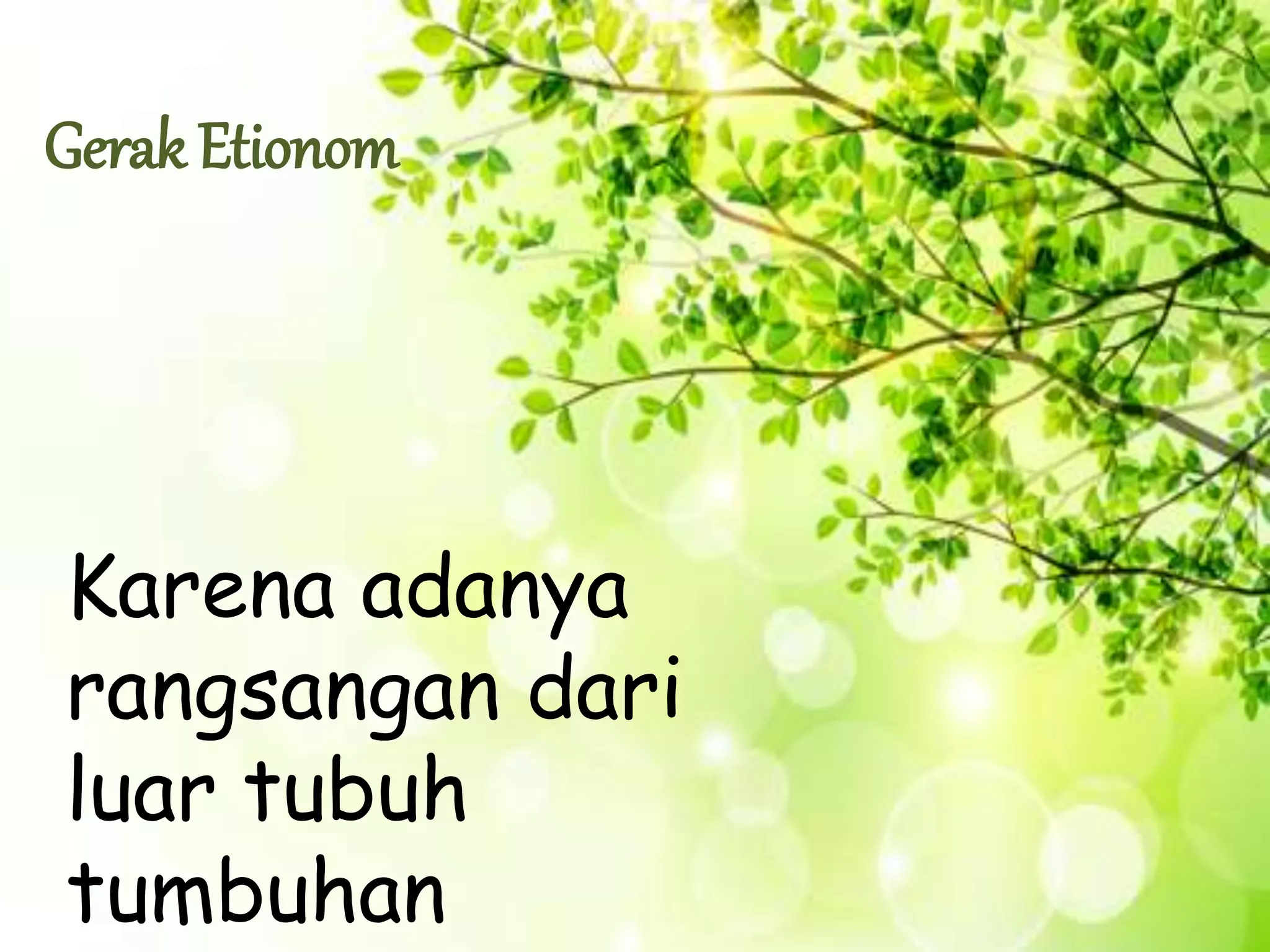 Sistem Gerak Pada Tumbuhan (IPA KELAS VIII) | PPTX