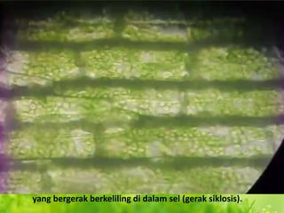 Sistem Gerak Pada Tumbuhan (IPA KELAS VIII) | PPTX