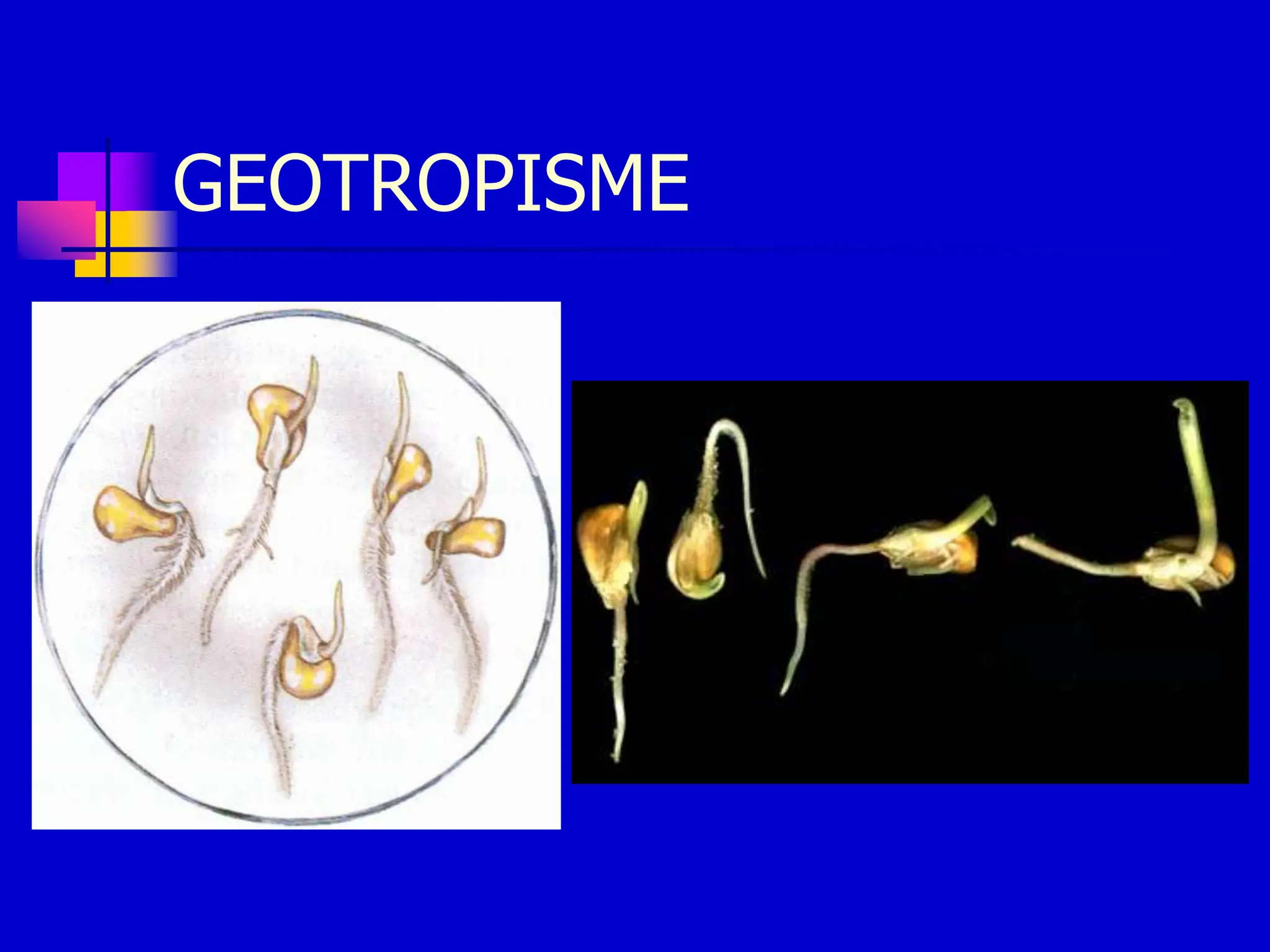 MATERI IPA sistem gerak pada tumbuhan.ppt