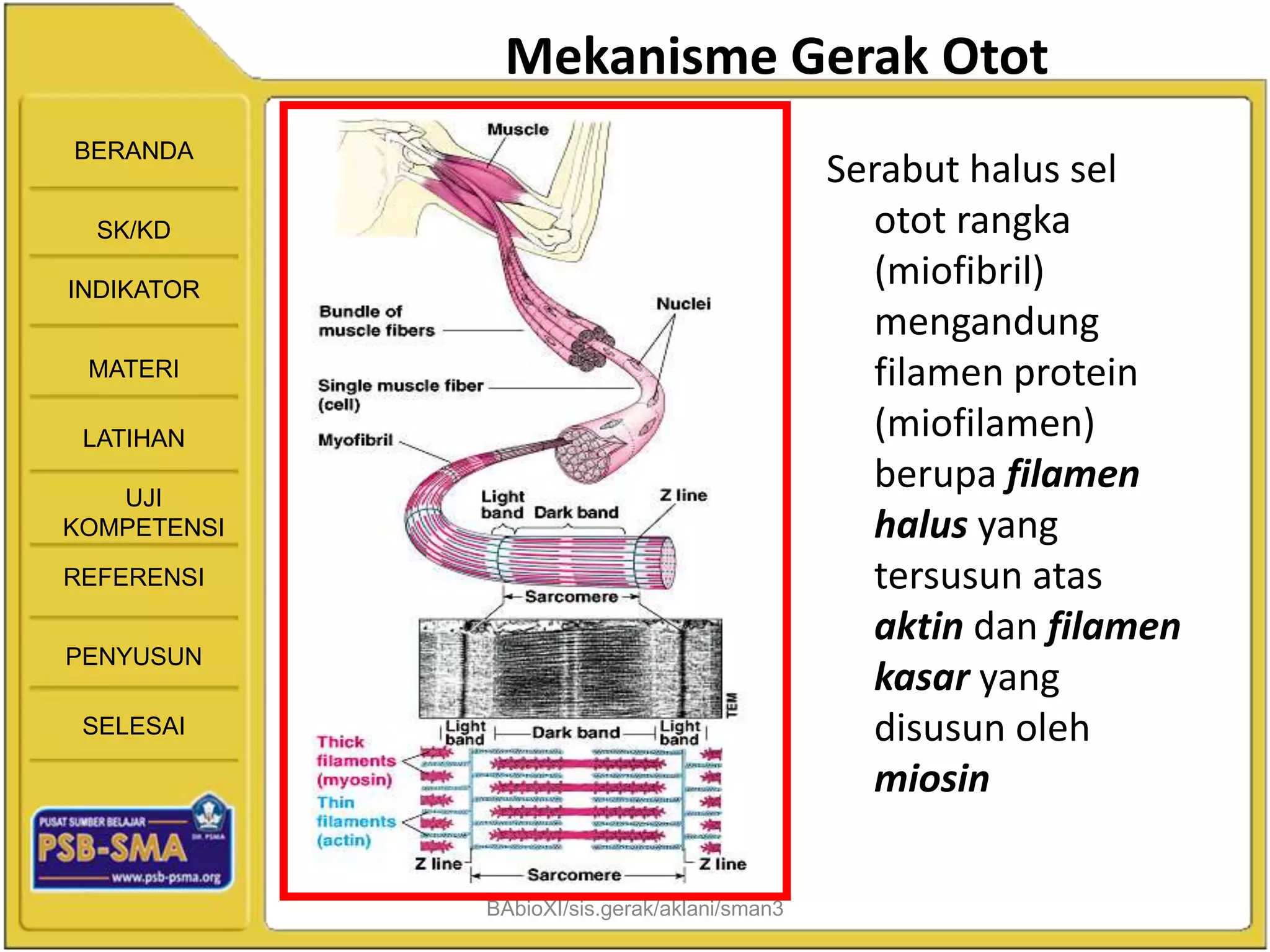 SISTEM_GERAK_XI_IPA.ppt