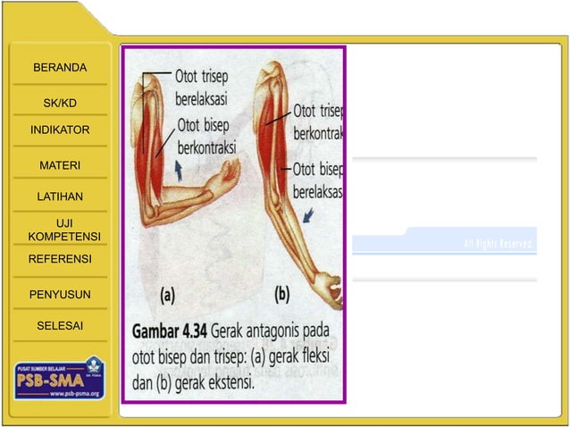 SISTEM_GERAK_XI_IPA.ppt
