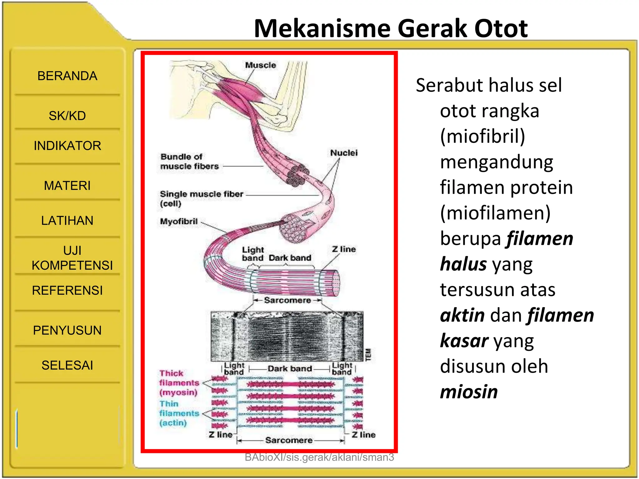 SISTEM Gerak pada manusia materi kelas 11 SMA | PPTX