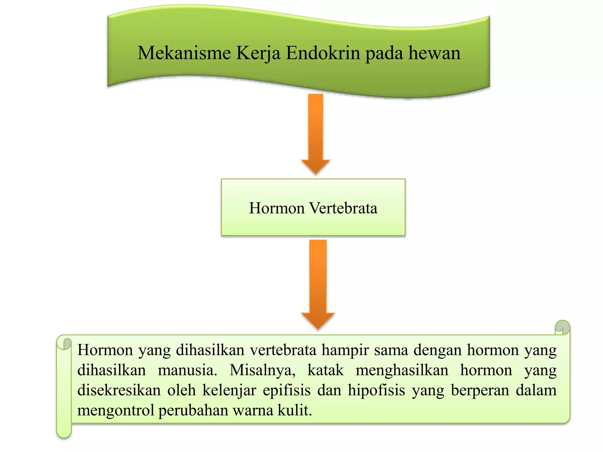 Sistem hormon | PPTX