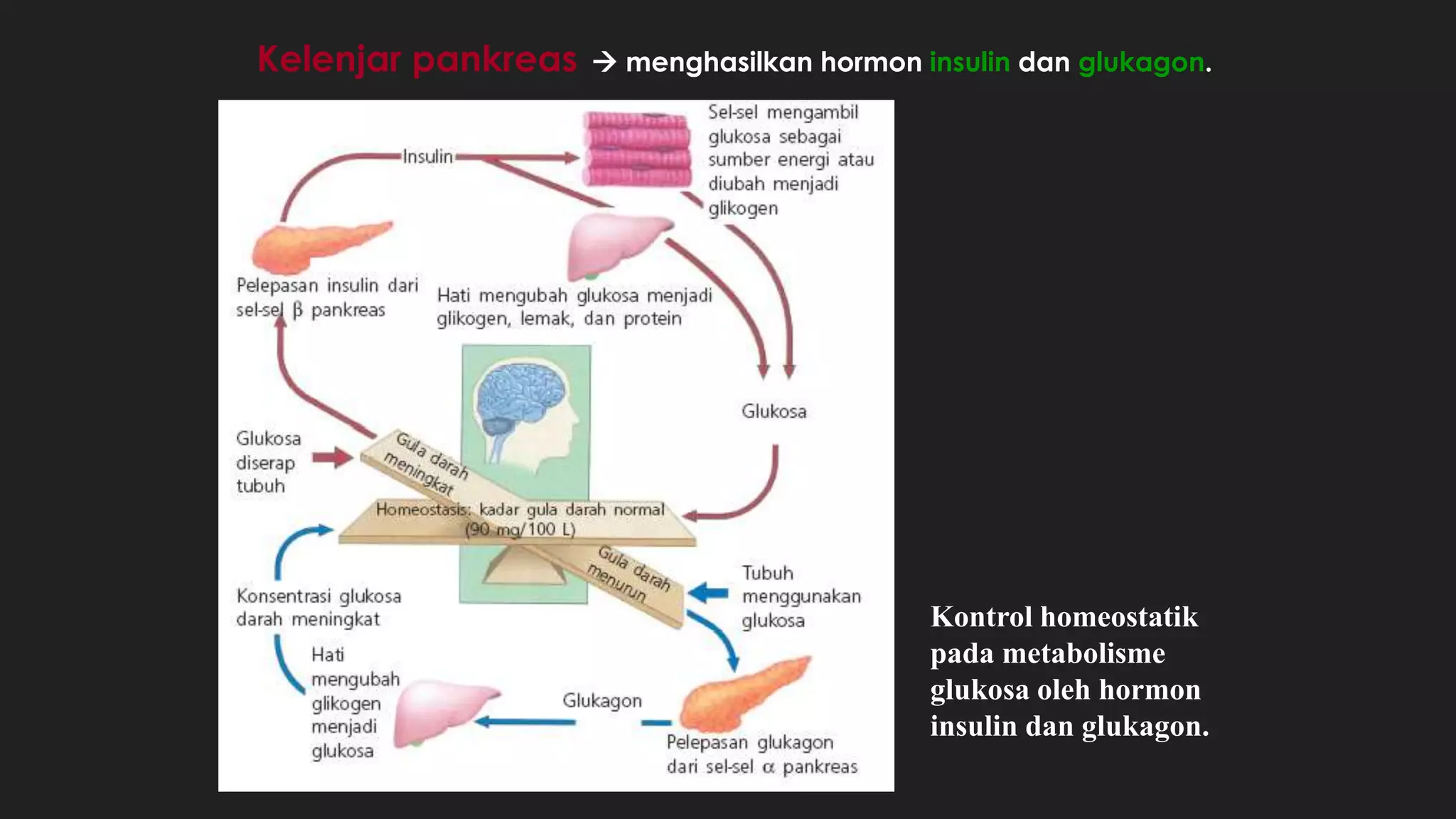 Sistem hormon | PPTX
