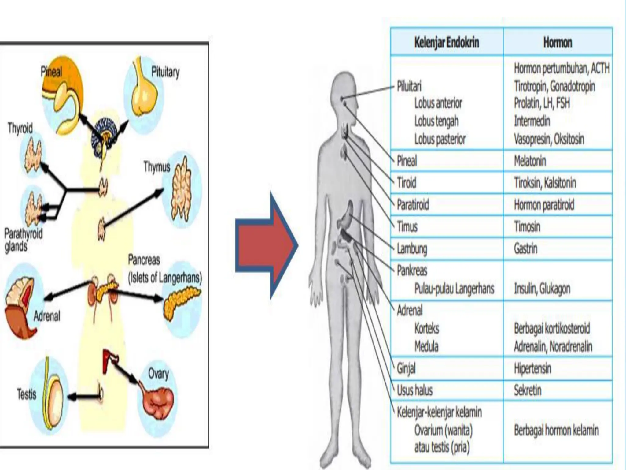 Sistem Hormon pada Manusia Mapel Biologi Kelas 11 | PDF