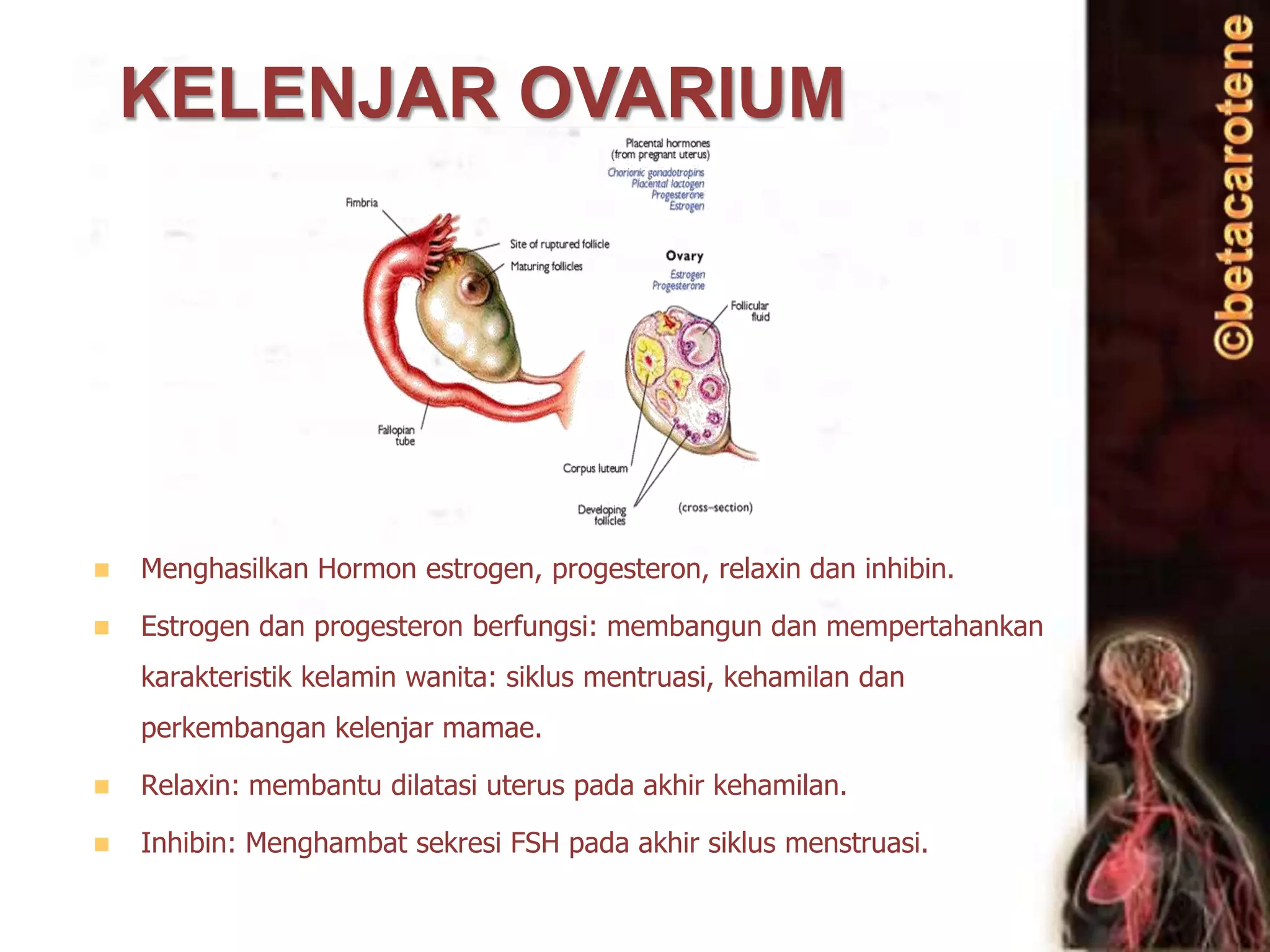 SISTEM HORMON | PPTX