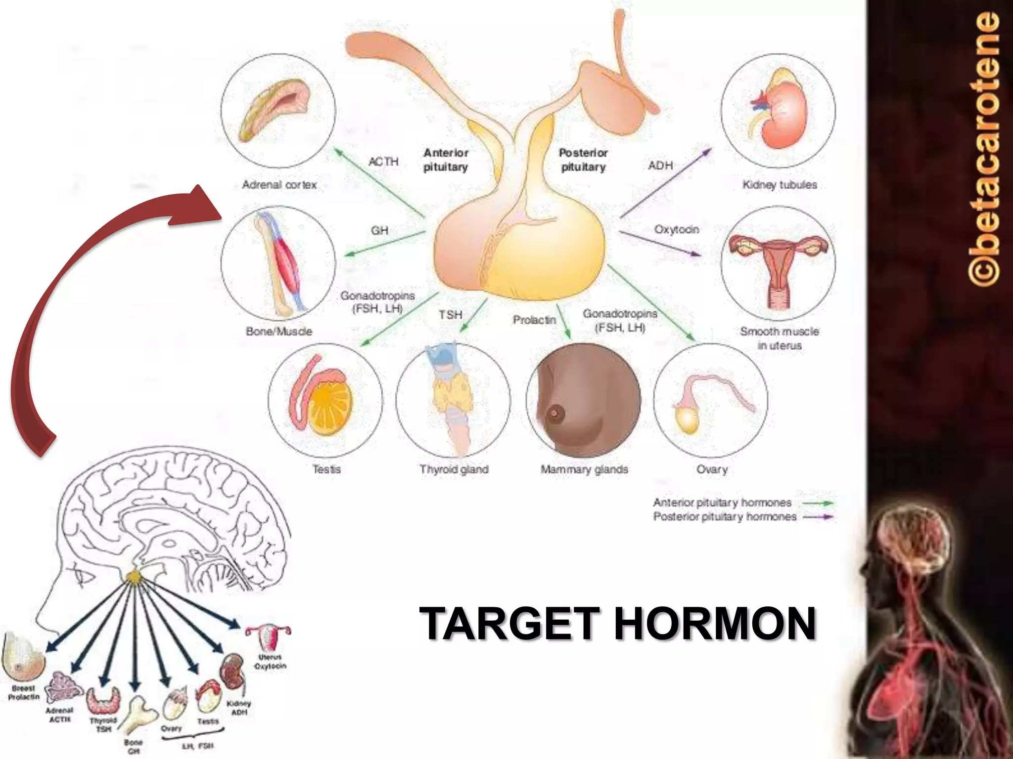 SISTEM HORMON | PPTX