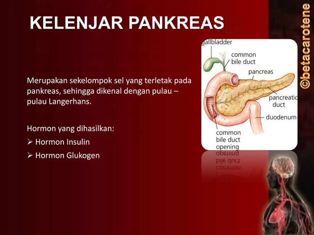 SISTEM HORMON | PPTX