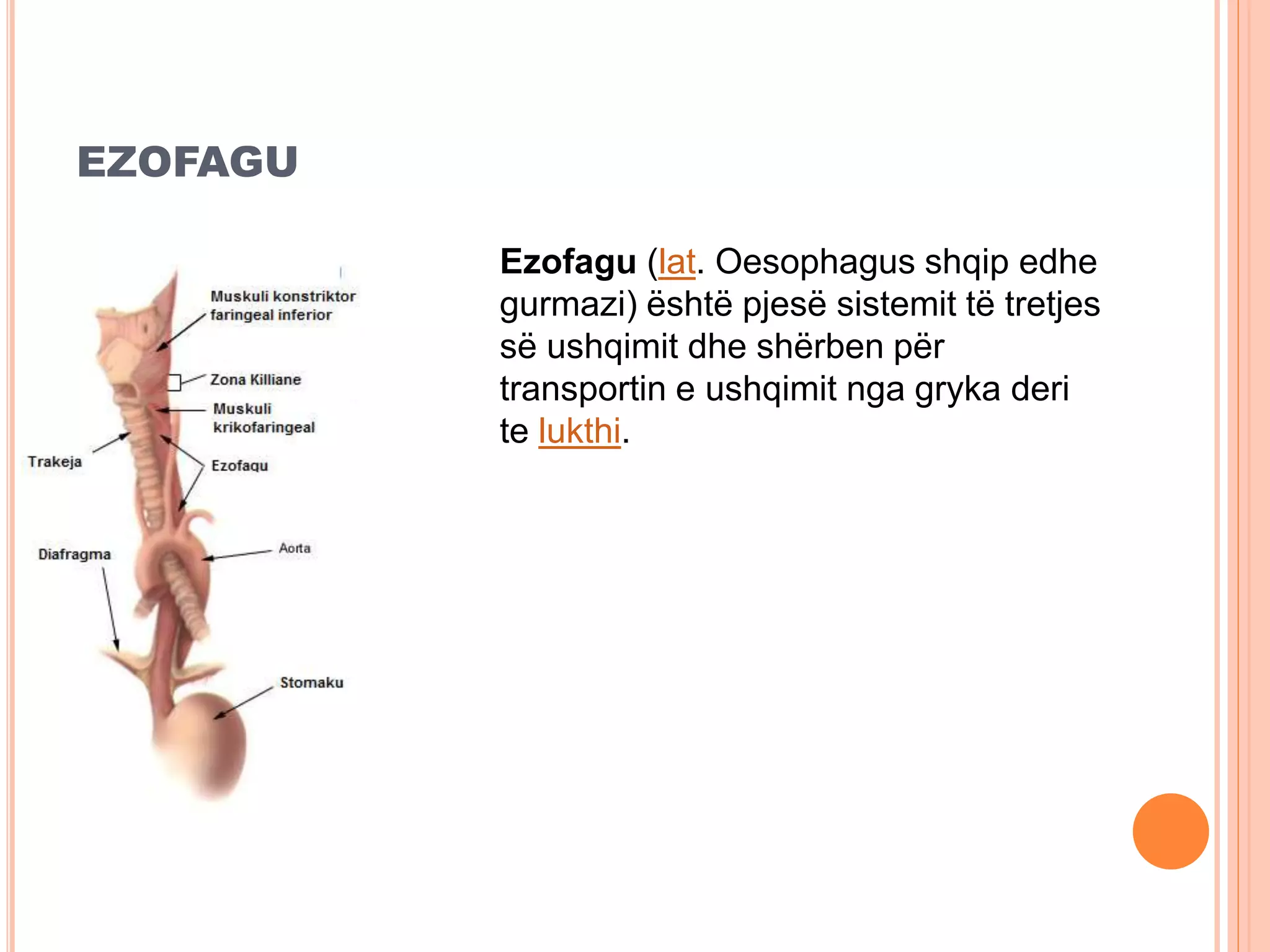 sistemi degjestiv | PPTX