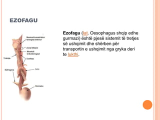 sistemi degjestiv | PPTX