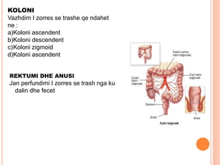 sistemi degjestiv | PPTX
