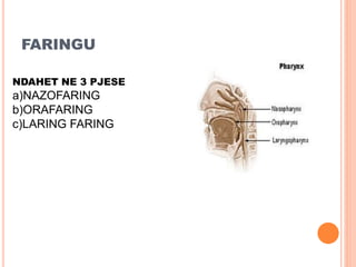sistemi degjestiv | PPTX