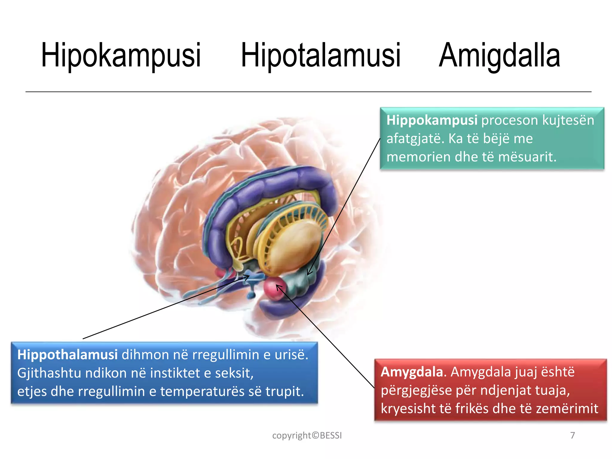 Sistemi limbik dhe menyra se si funksionon | PPT