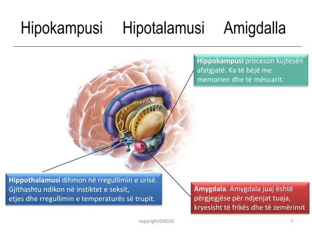 Sistemi limbik dhe menyra se si funksionon | PPT