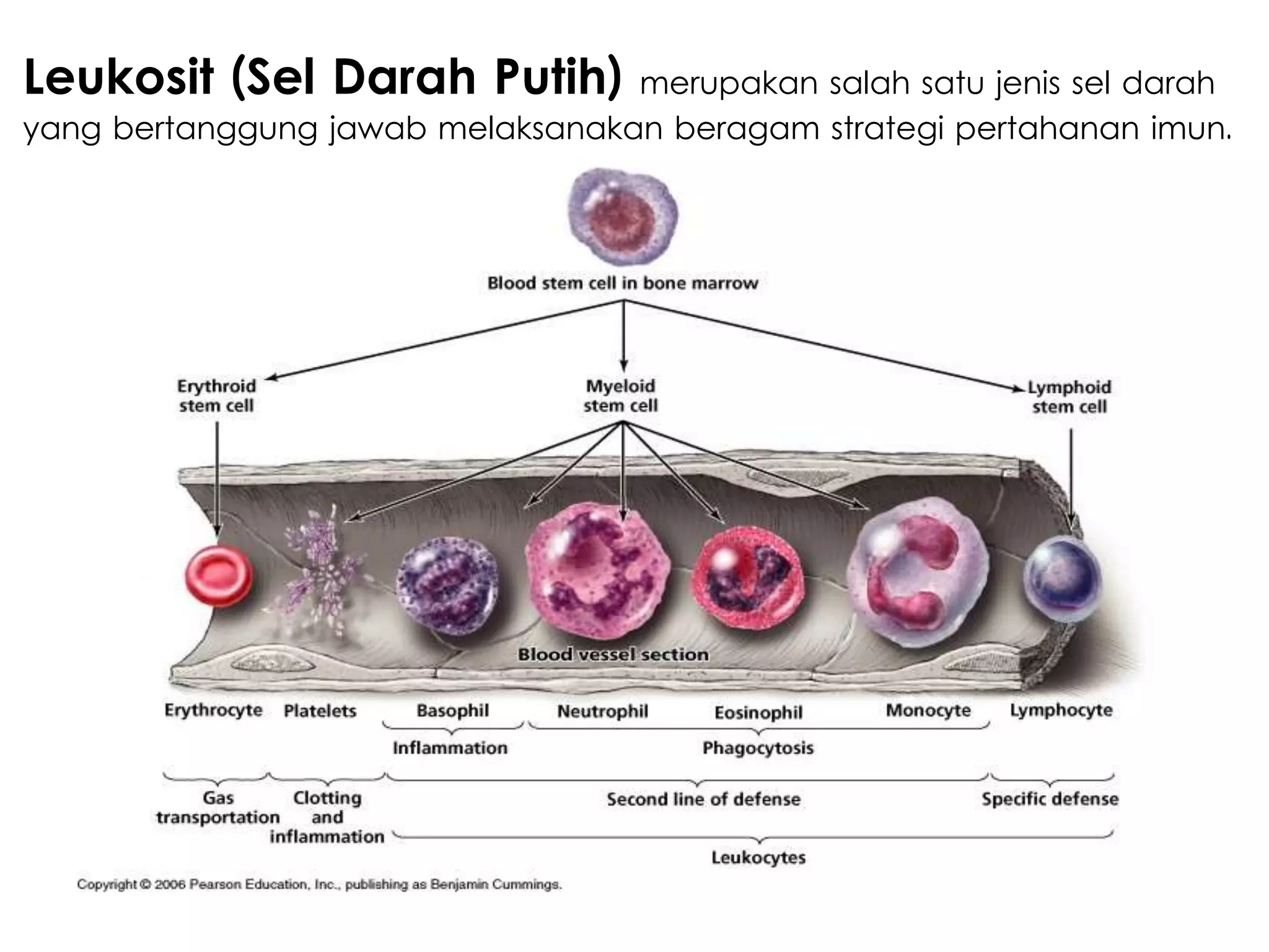 The Lord Of The Immune System : Sistem Imun | PPTX