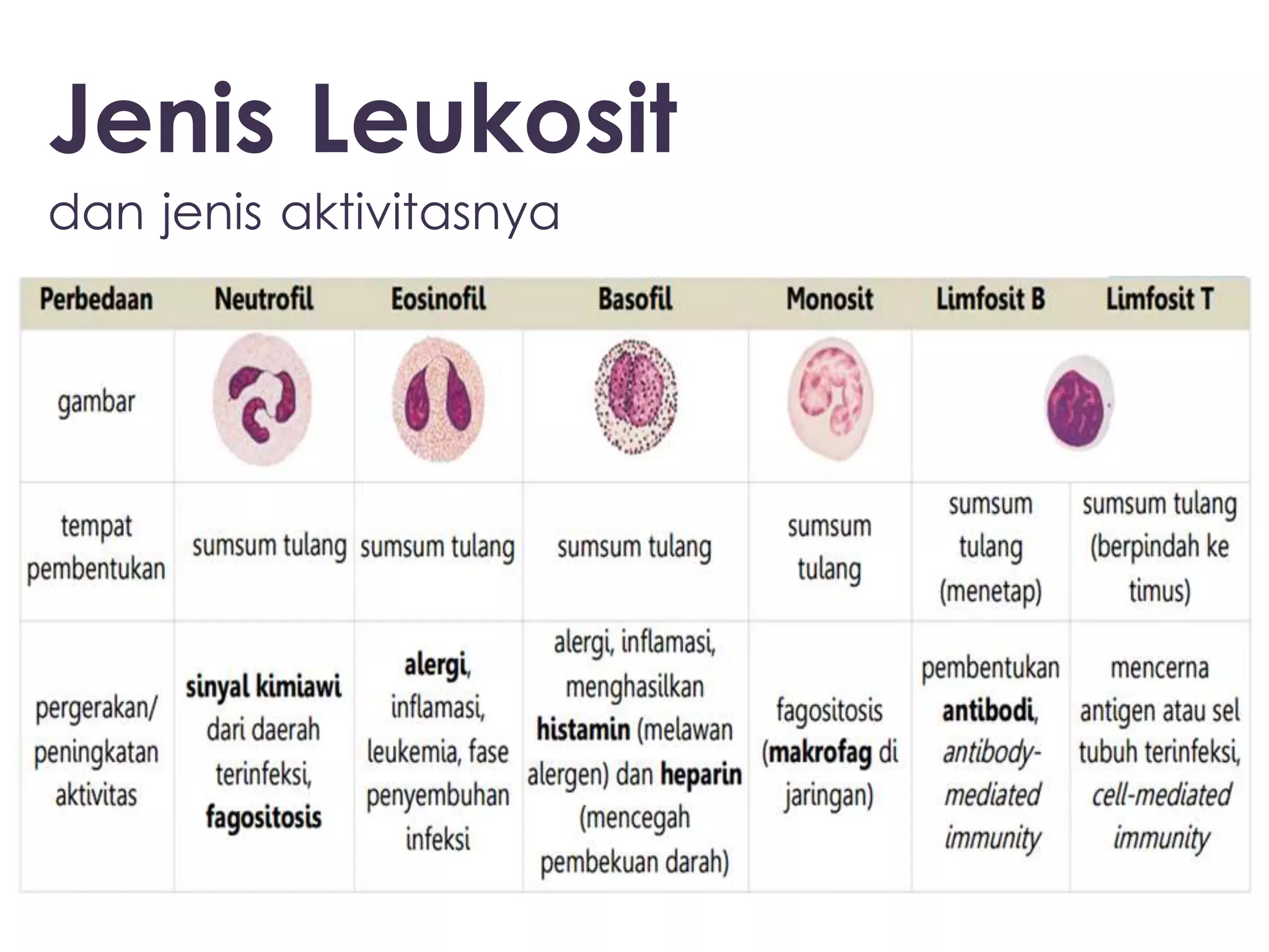 The Lord Of The Immune System : Sistem Imun | PPTX