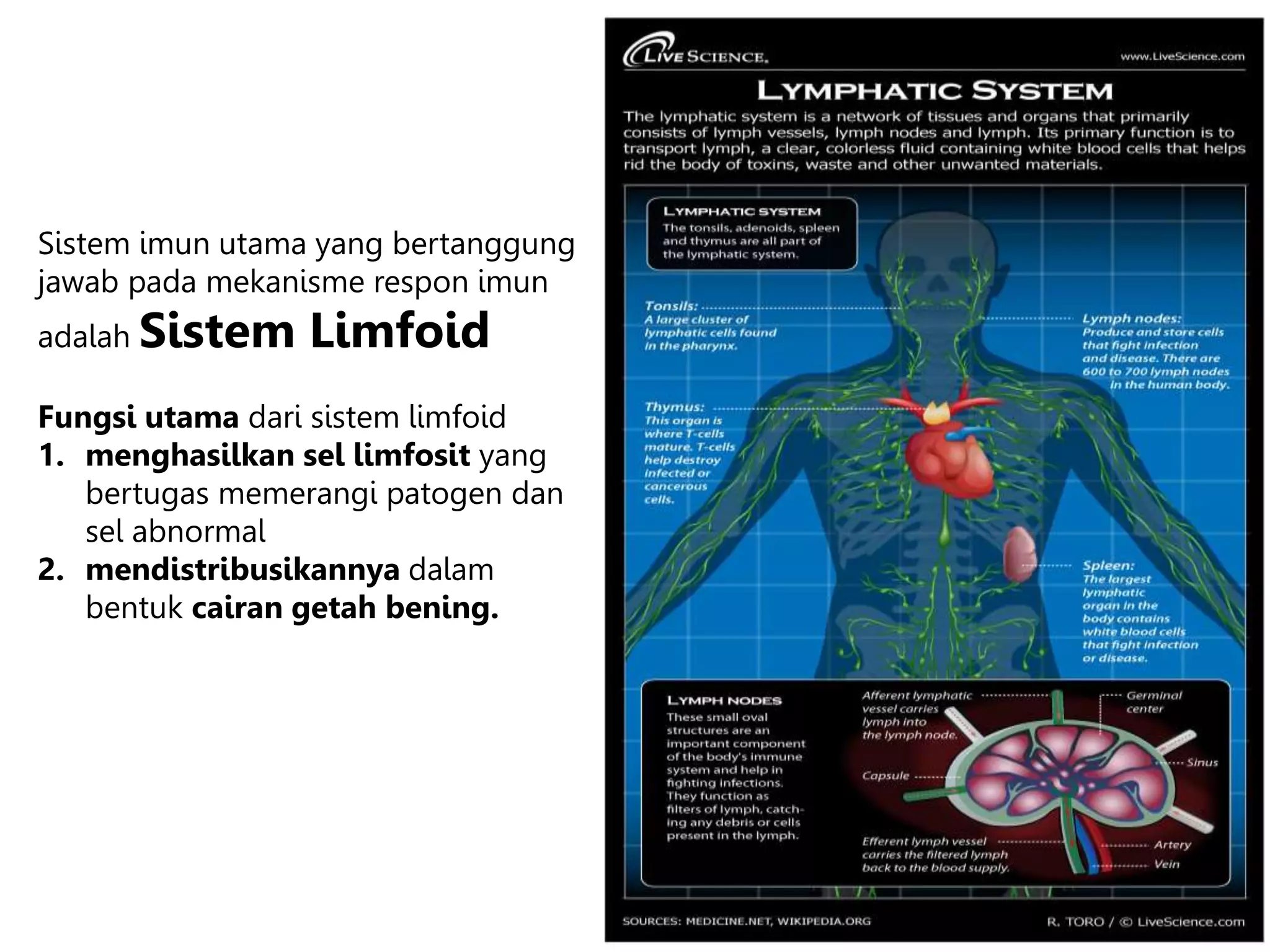 The Lord Of The Immune System : Sistem Imun | PPTX