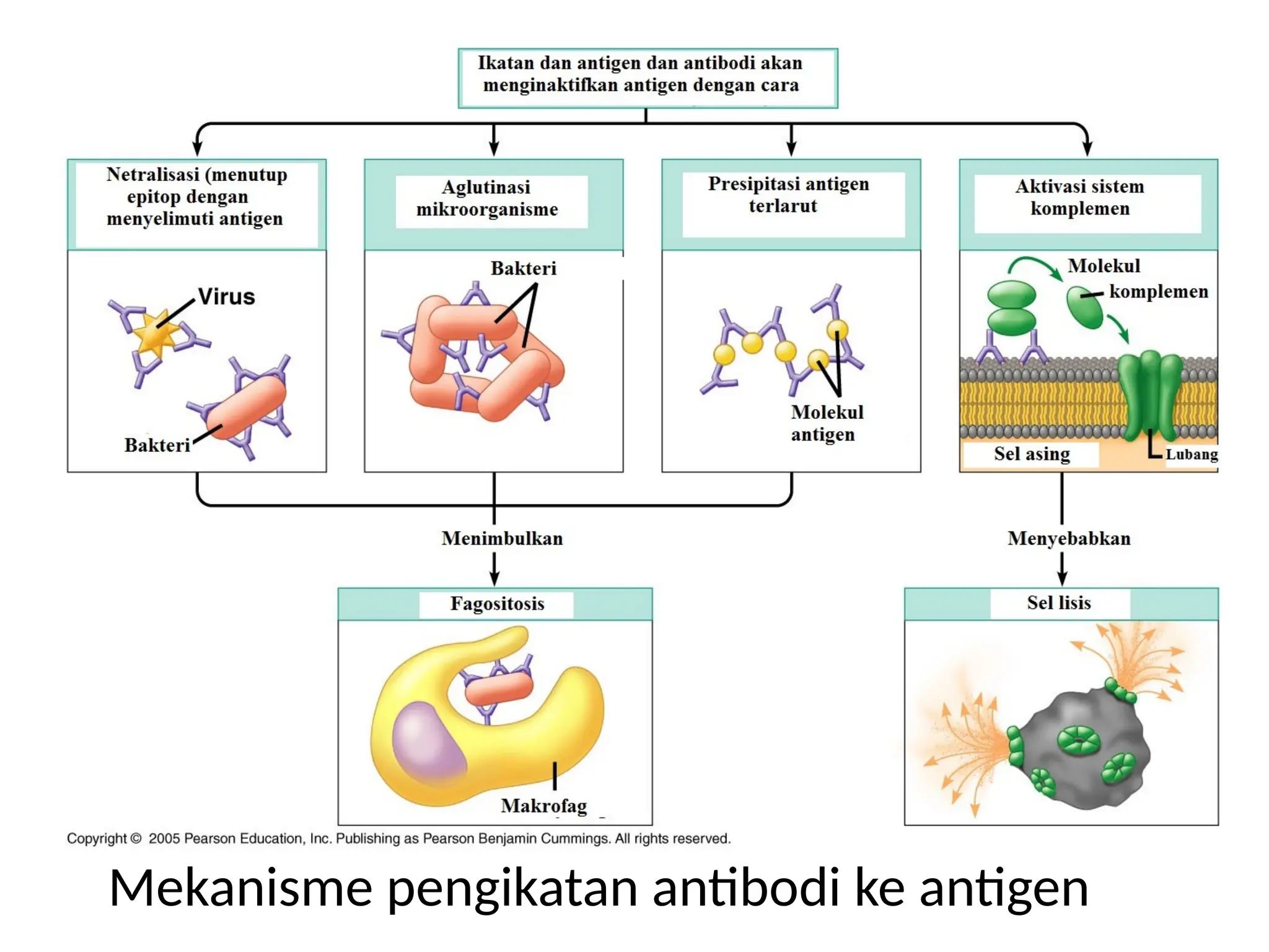 SISTEM IMUN.pptxdgdgdfgdfhhrreyeyeyeahjj | PPT