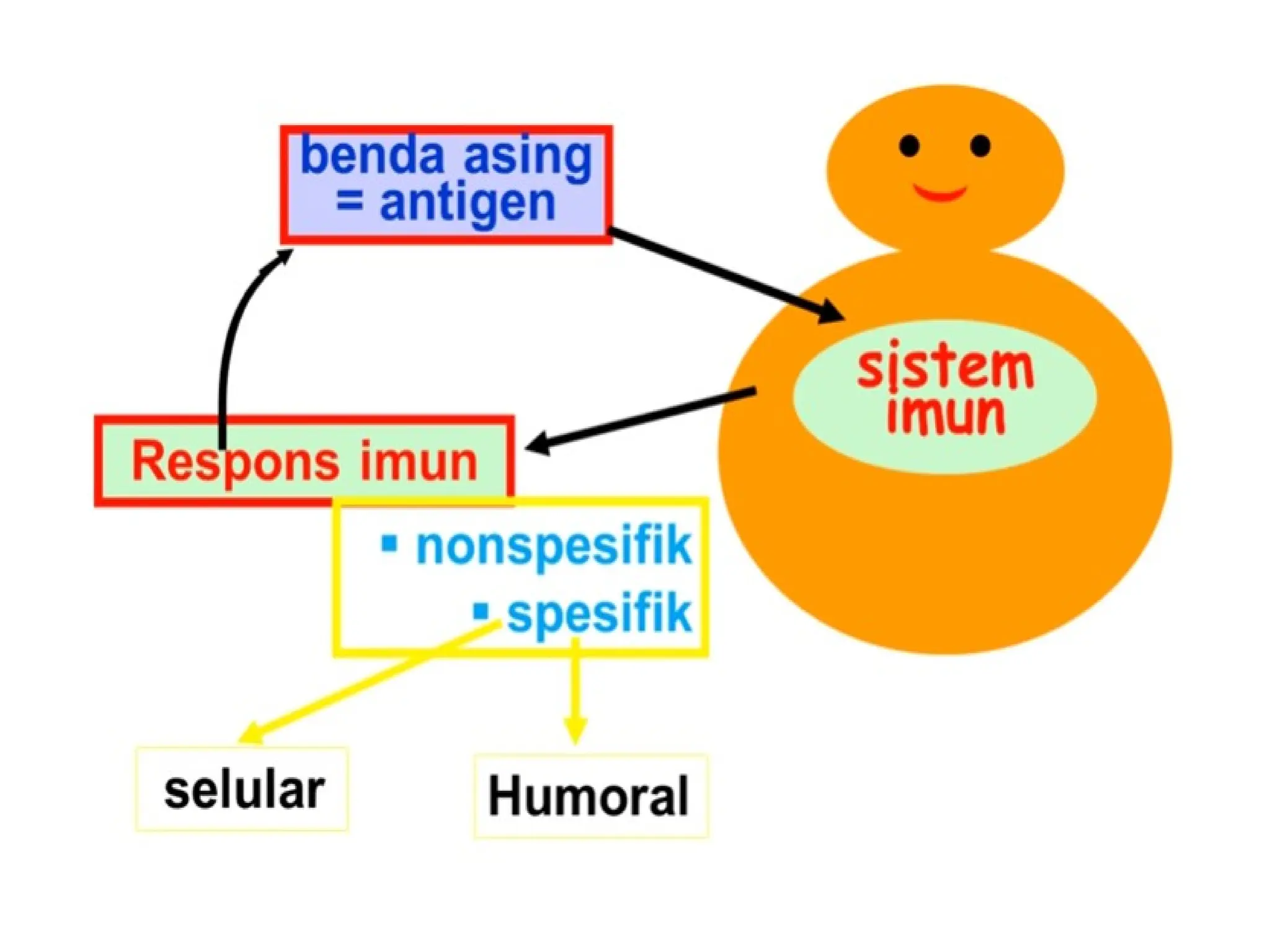 SISTEM IMUN.pptxdgdgdfgdfhhrreyeyeyeahjj | PPT | Free Download