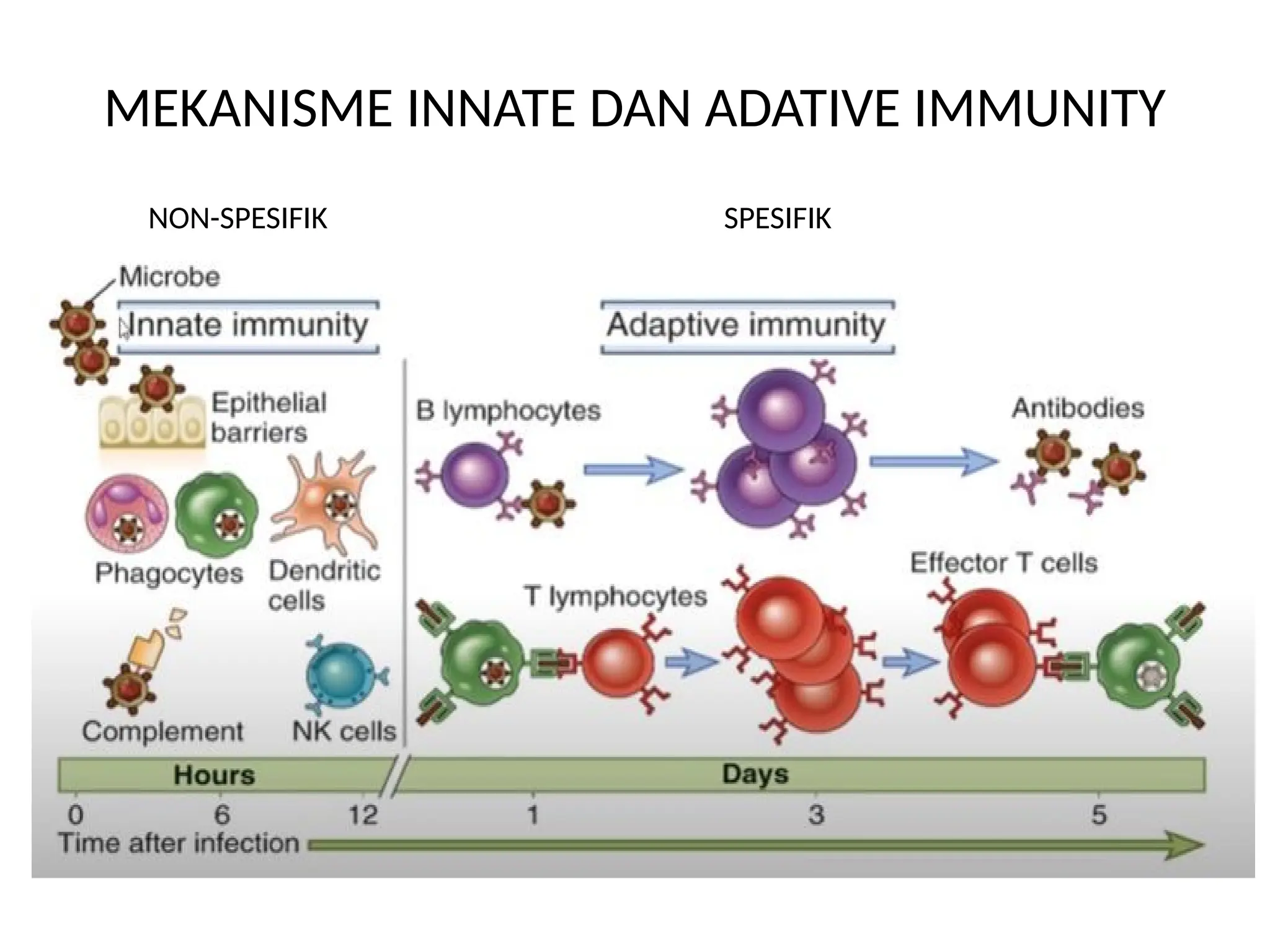 SISTEM IMUN.pptxdgdgdfgdfhhrreyeyeyeahjj | PPT | Free Download
