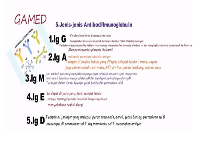 SISTEM IMUN.pptxdgdgdfgdfhhrreyeyeyeahjj | PPT