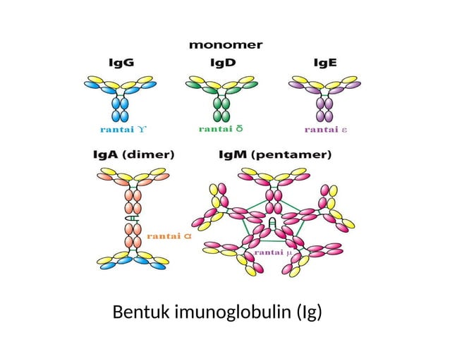 SISTEM IMUN.pptxdgdgdfgdfhhrreyeyeyeahjj | PPT