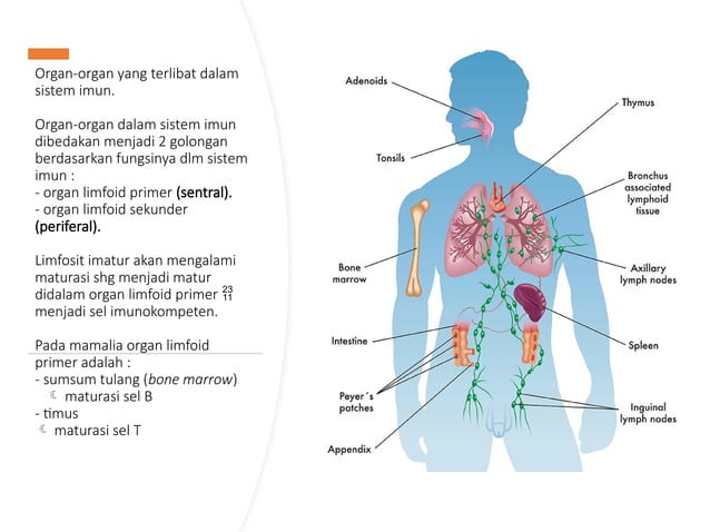 Materi biomedik Sistem Imunitas tubuh.pptx