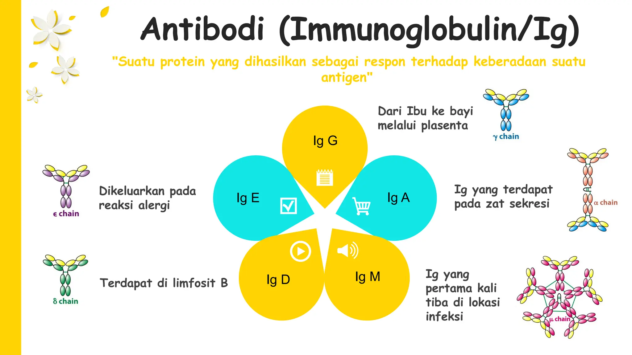 sistem_imun materi biologi kelas 11 ipa ips | PPTX