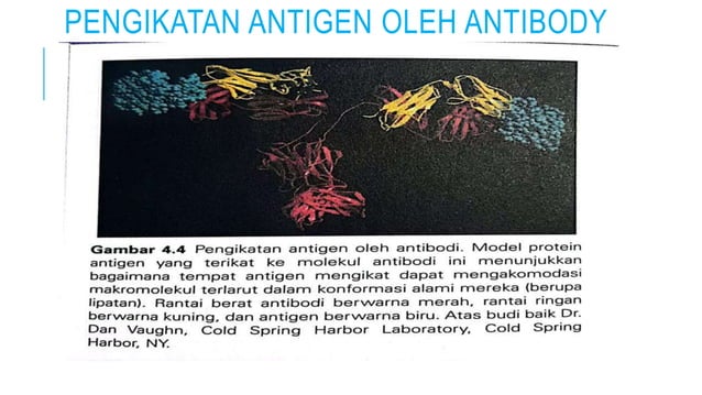 Sistem imun adaptif.pptx