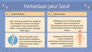 Sistem Saraf Tepi: Gerak Refleks & Sadar | PPTX