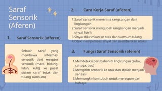 Sistem Saraf Tepi: Gerak Refleks & Sadar | PPTX