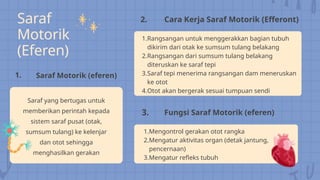 Sistem Saraf Tepi: Gerak Refleks & Sadar | PPTX