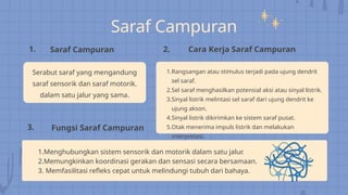 Sistem Saraf Tepi: Gerak Refleks & Sadar | PPTX