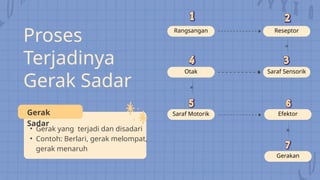 Sistem Saraf Tepi: Gerak Refleks & Sadar | PPTX