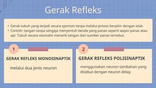 Sistem Saraf Tepi: Gerak Refleks & Sadar | PPTX