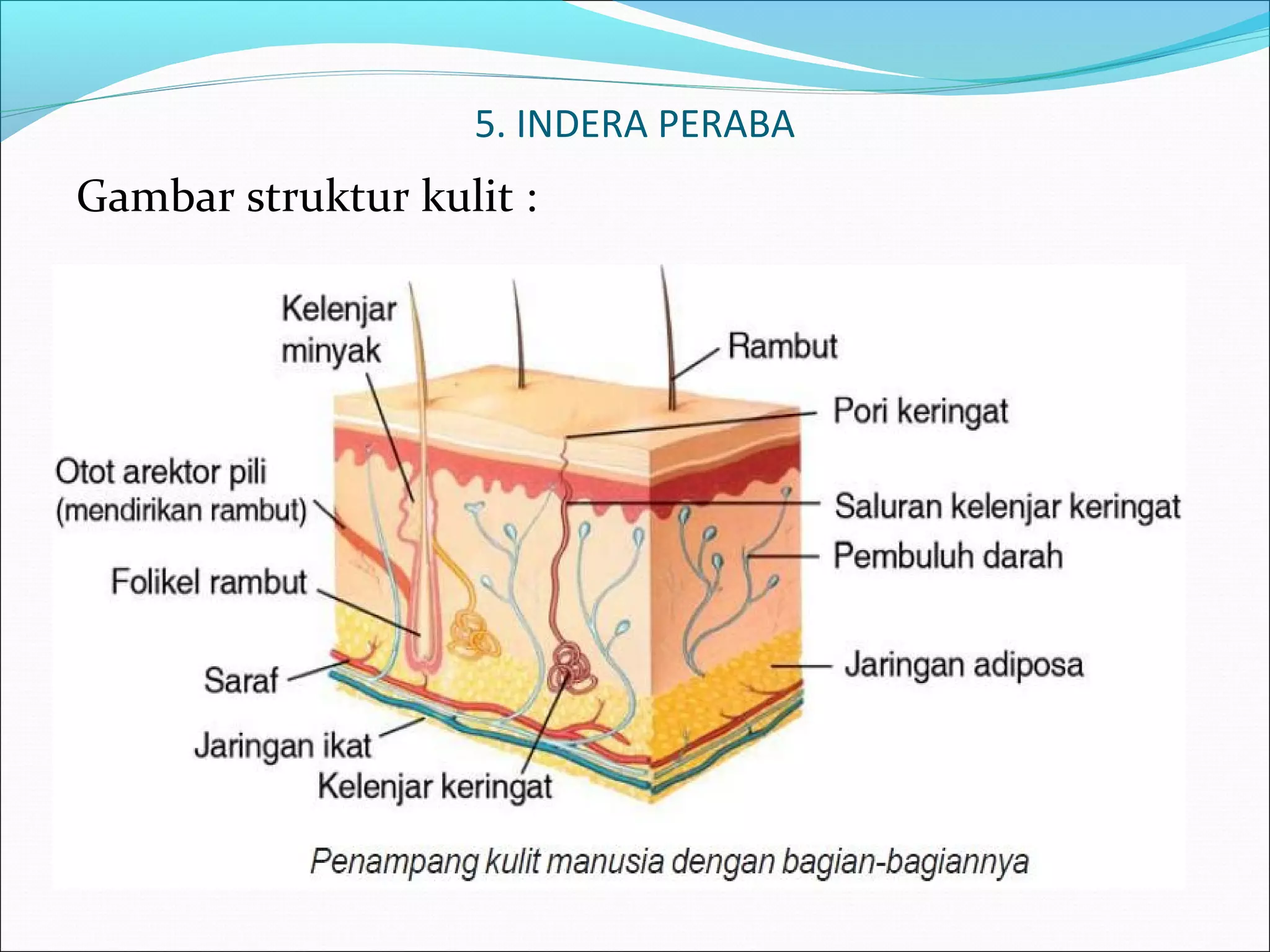 Sistem indera | PPT