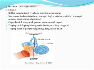 Sistem indera | PPT