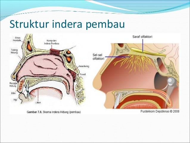 Sistem indera