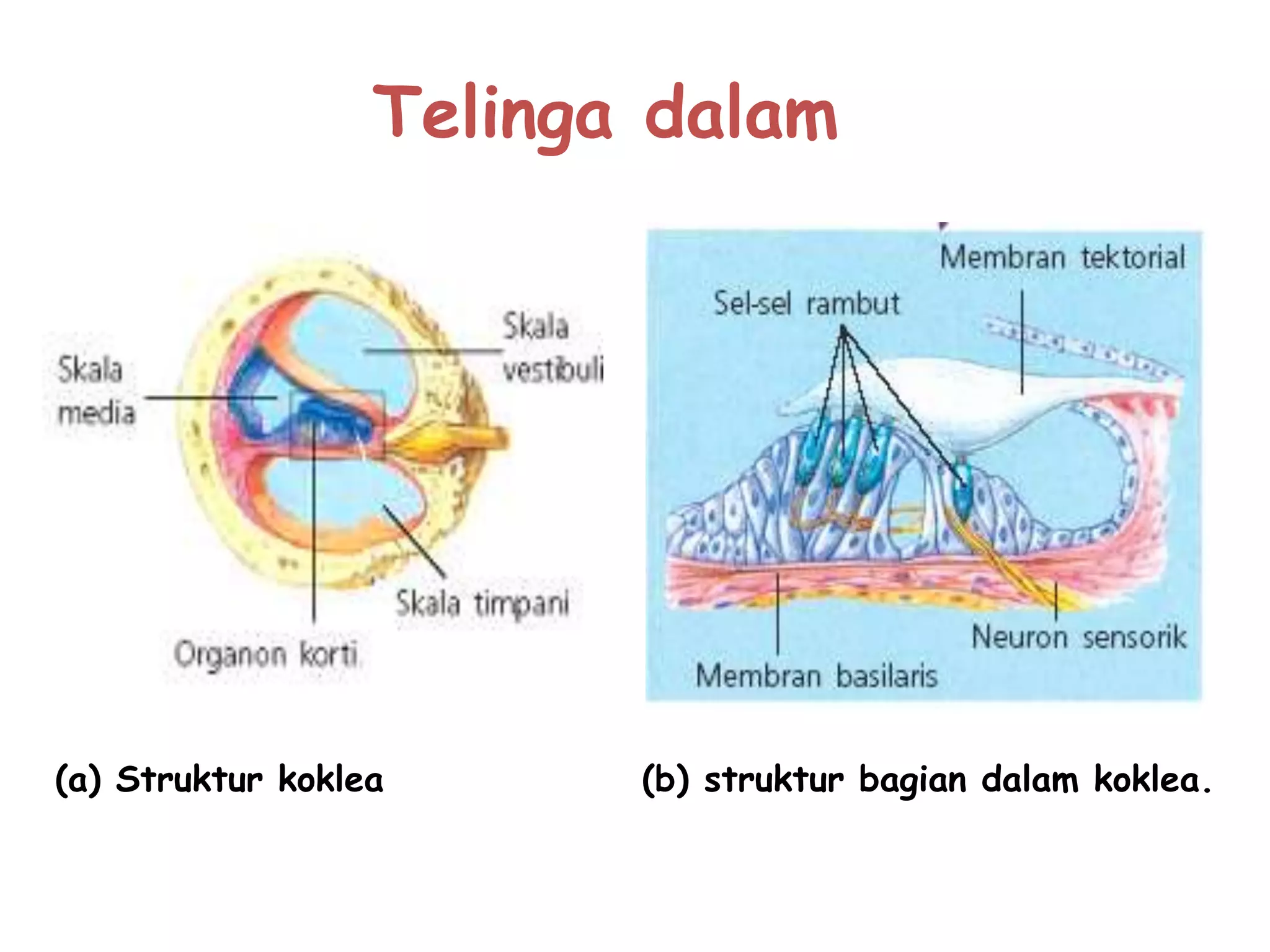 Sistem indera | PPT
