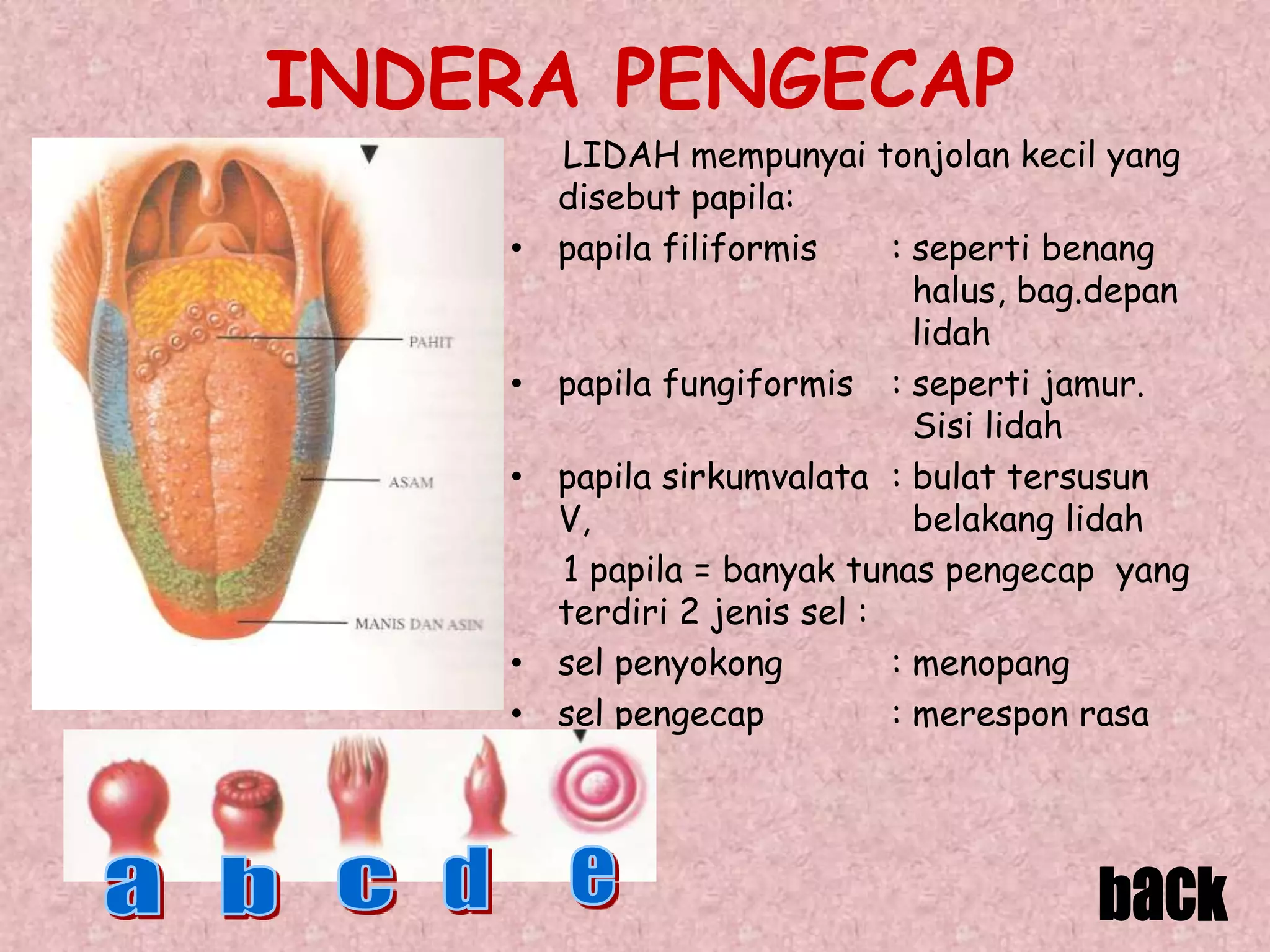 Sistem indera | PPT