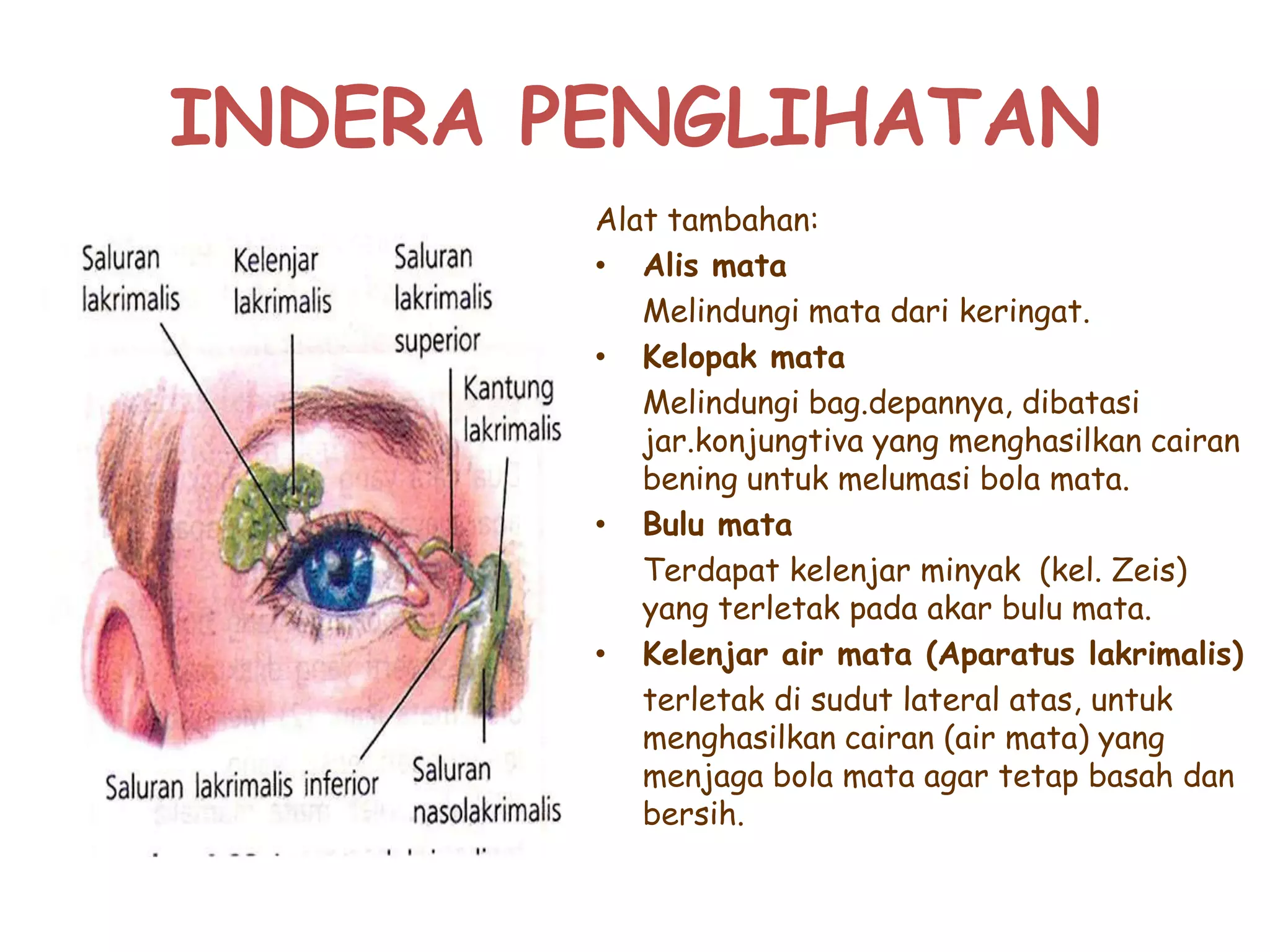 Sistem indera | PPT