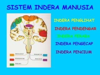 Sistem indera | PPT