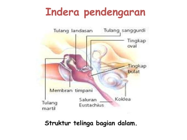 Sistem indera | PPT