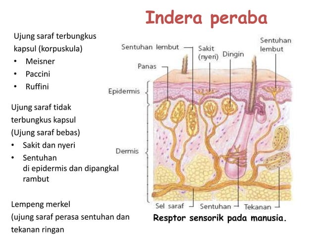 Sistem indera | PPT