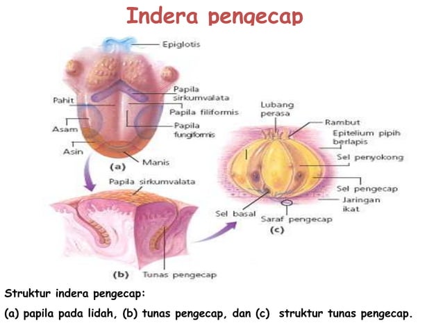 Sistem indera | PPT