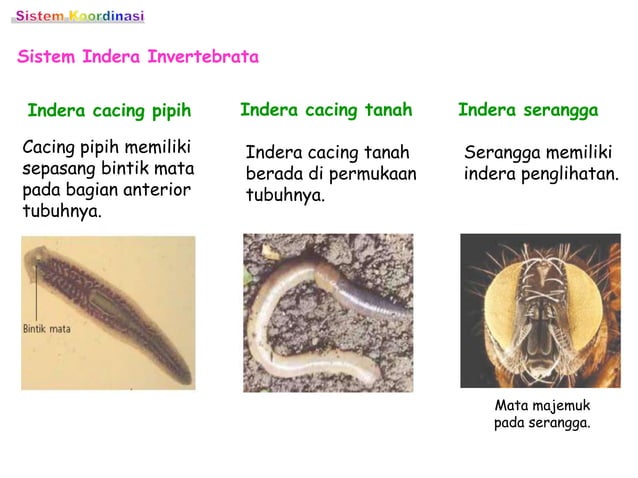 Sistem indera | PPT