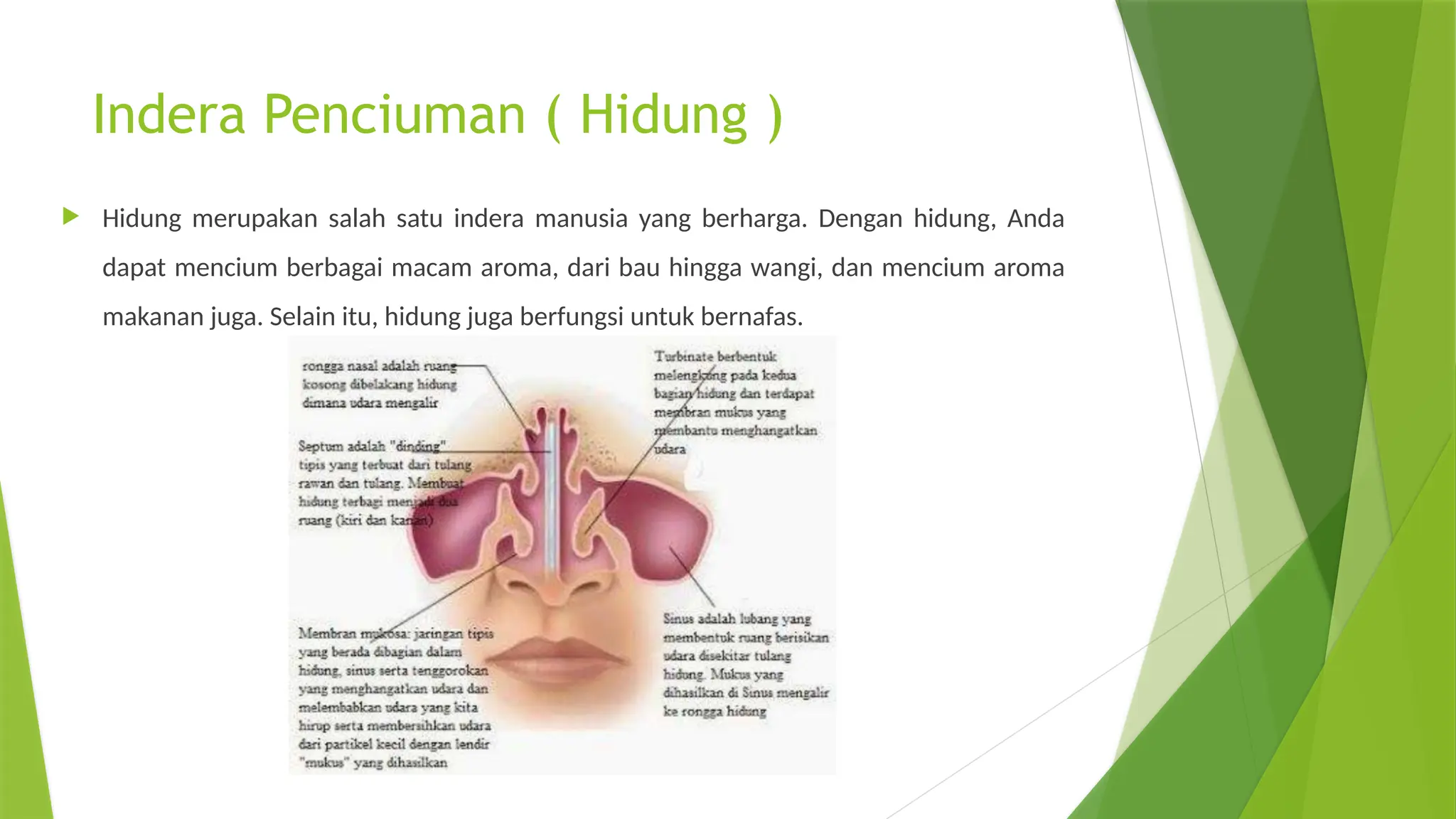 Materi biomedik Sistem Indera tubuh.pptx