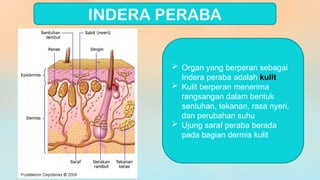Sistem Indera dan Kelenjar.ppt untuk sma | PPT