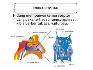 Sistem indra | PPTX