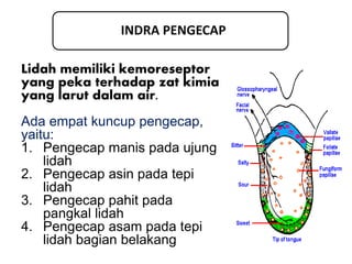 Sistem indra | PPTX